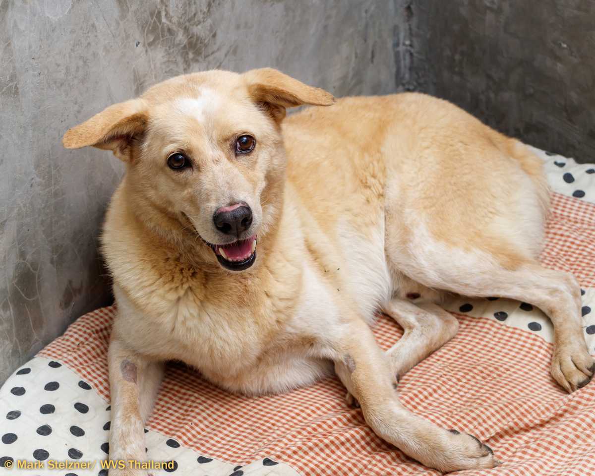 Play the weekly WVS lottery to win big! // WVS