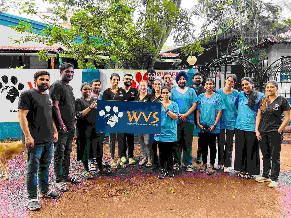 Worldwide Veterinary Service // WVS