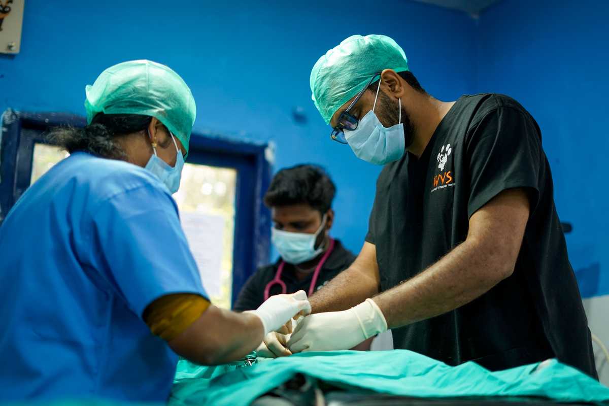 Worldwide Veterinary Service // WVS